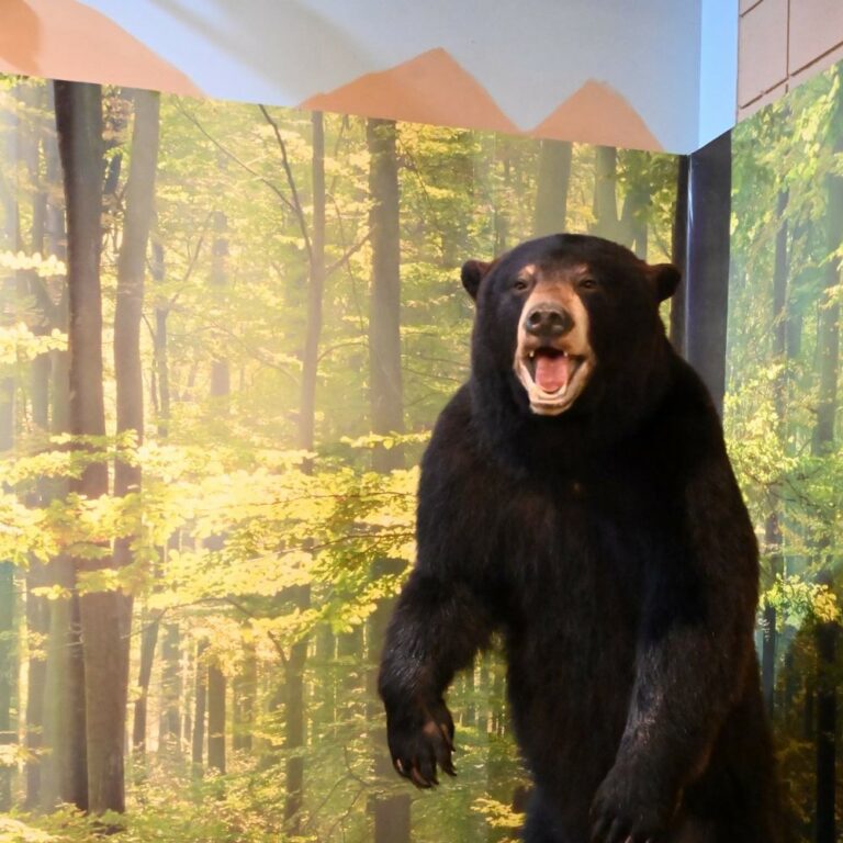Harry C. Barnes Memorial Nature Center - Environmental Learning Centers ...