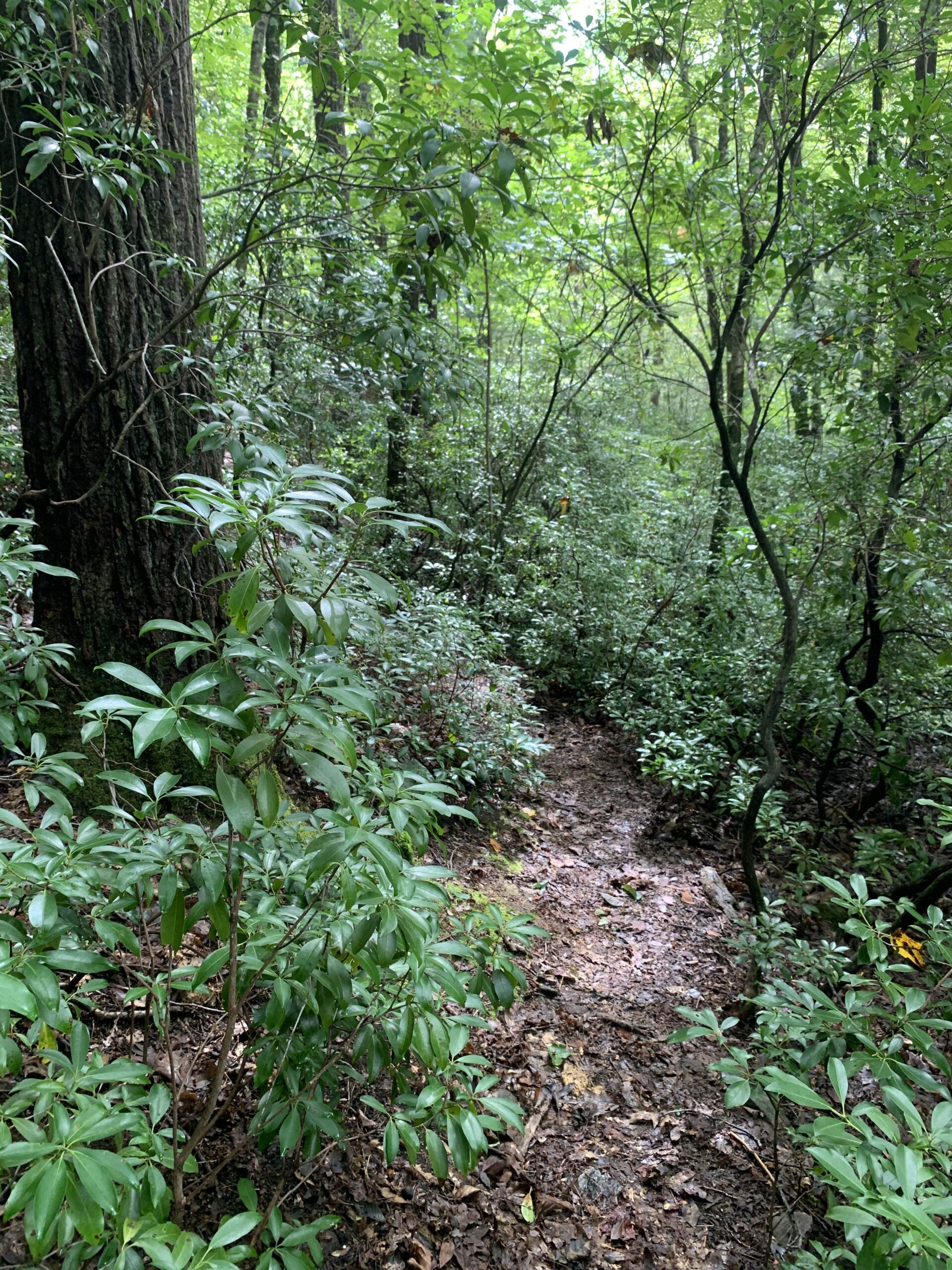 Hiking Trails Guide – Environmental Learning Centers of Connecticut