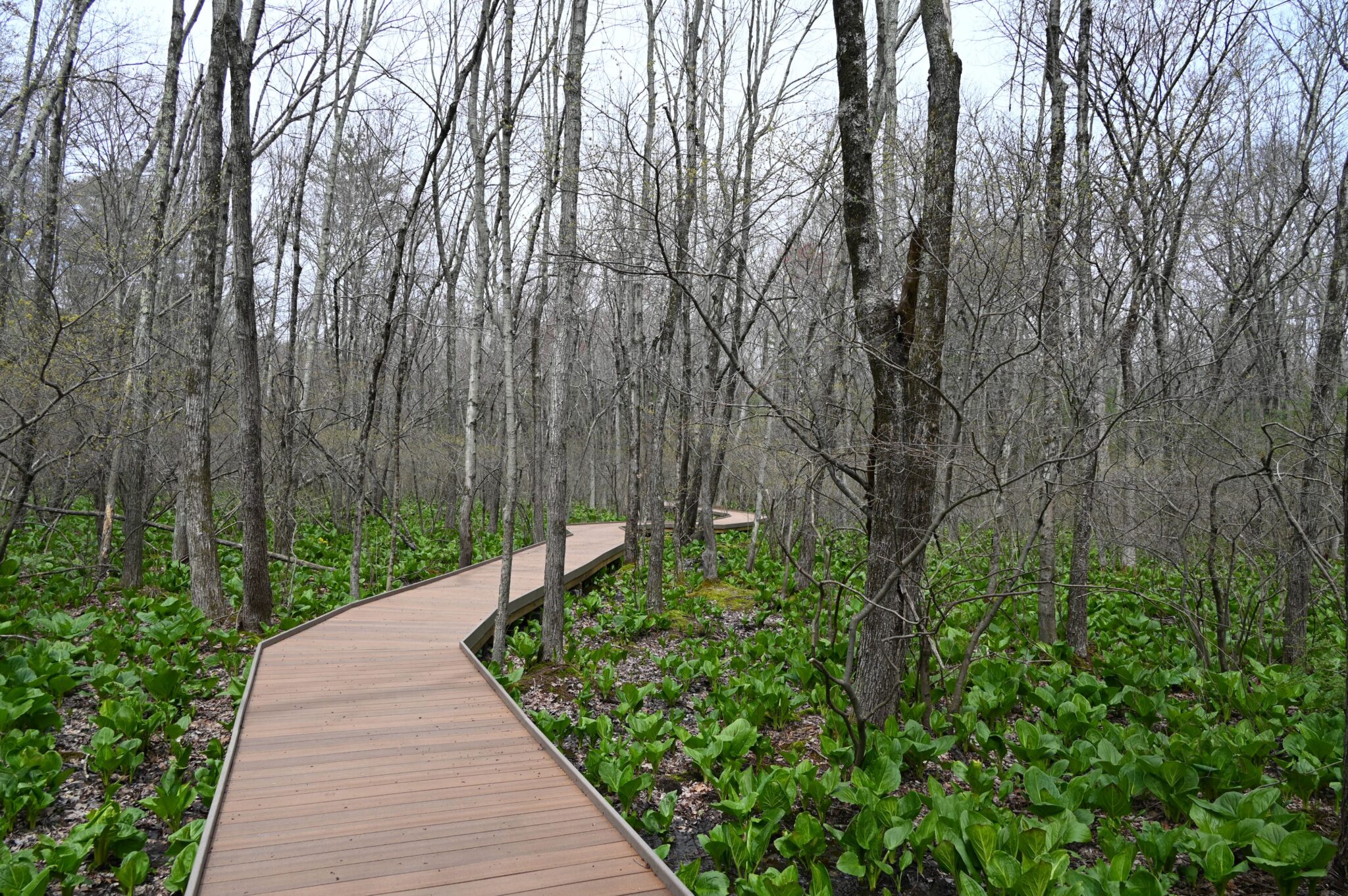 “The Wallace Barnes Nature Trail” – Environmental Learning Centers of ...